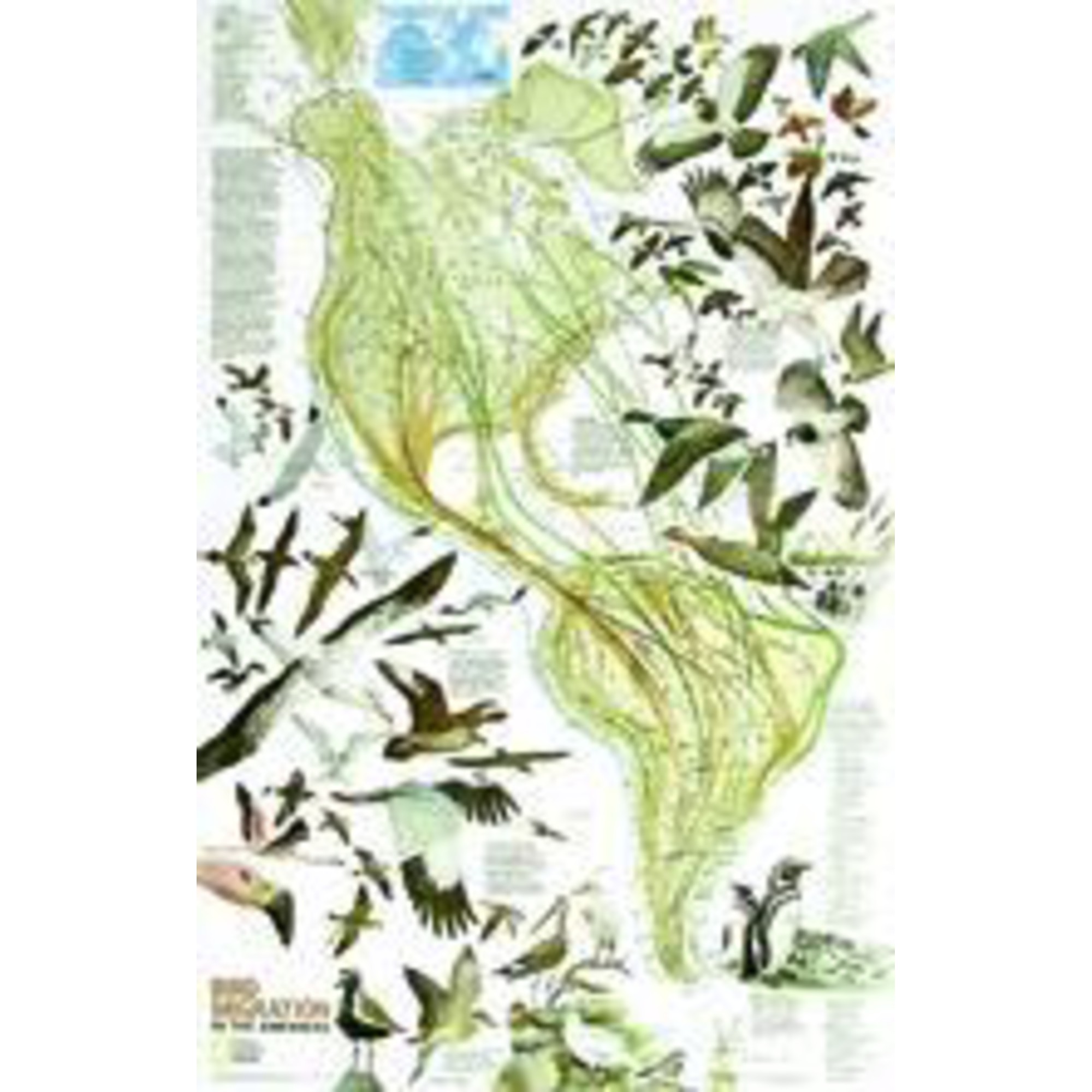 National Geographic Map of the migratory bird migration